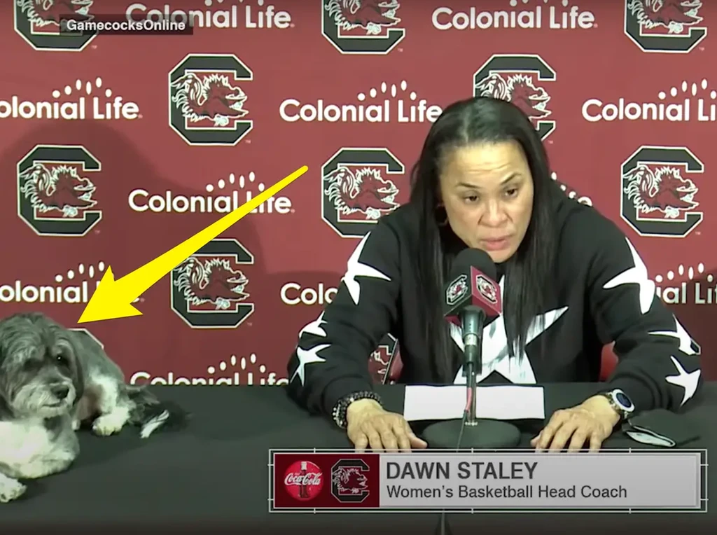Dawn Staley's dog Champ crashes South Carolina women's basketball's ...