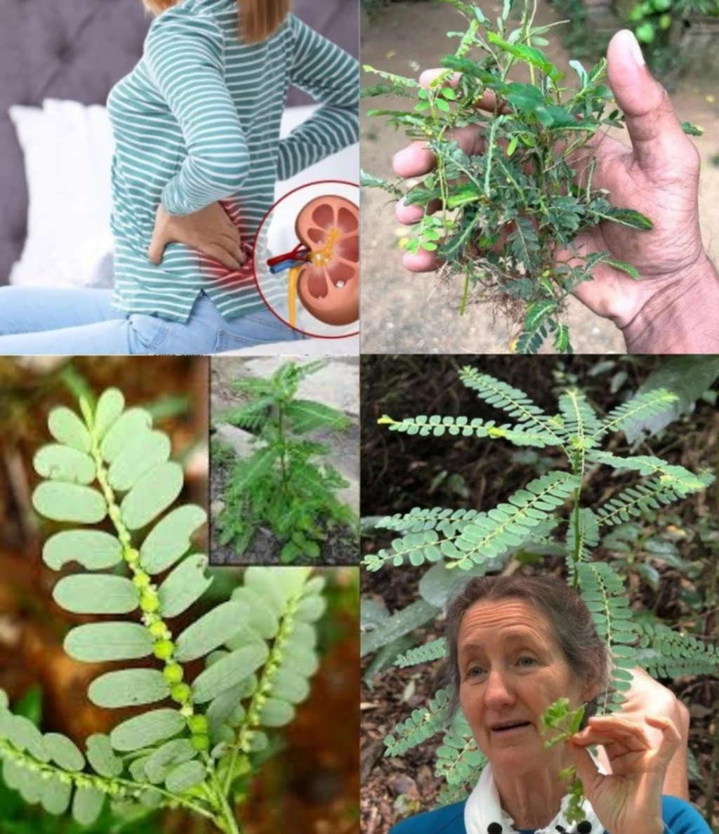 The Stonebreaker Plant (Phyllanthus niruri): Nature’s Remedy for Liver ...