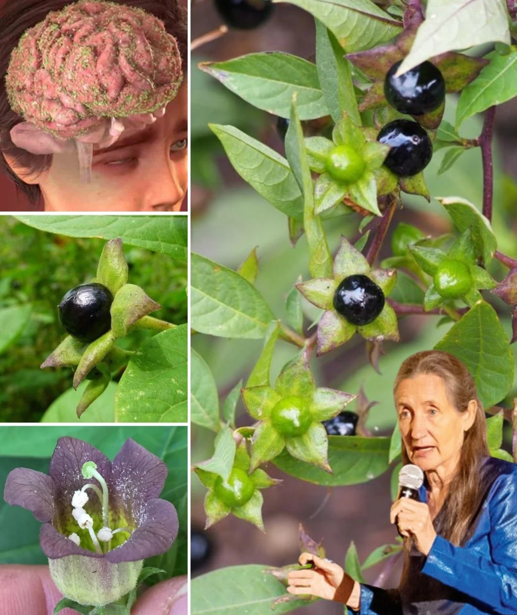 Deadly Nightshade: The Mysterious and Toxic Plant with a Dark History ...