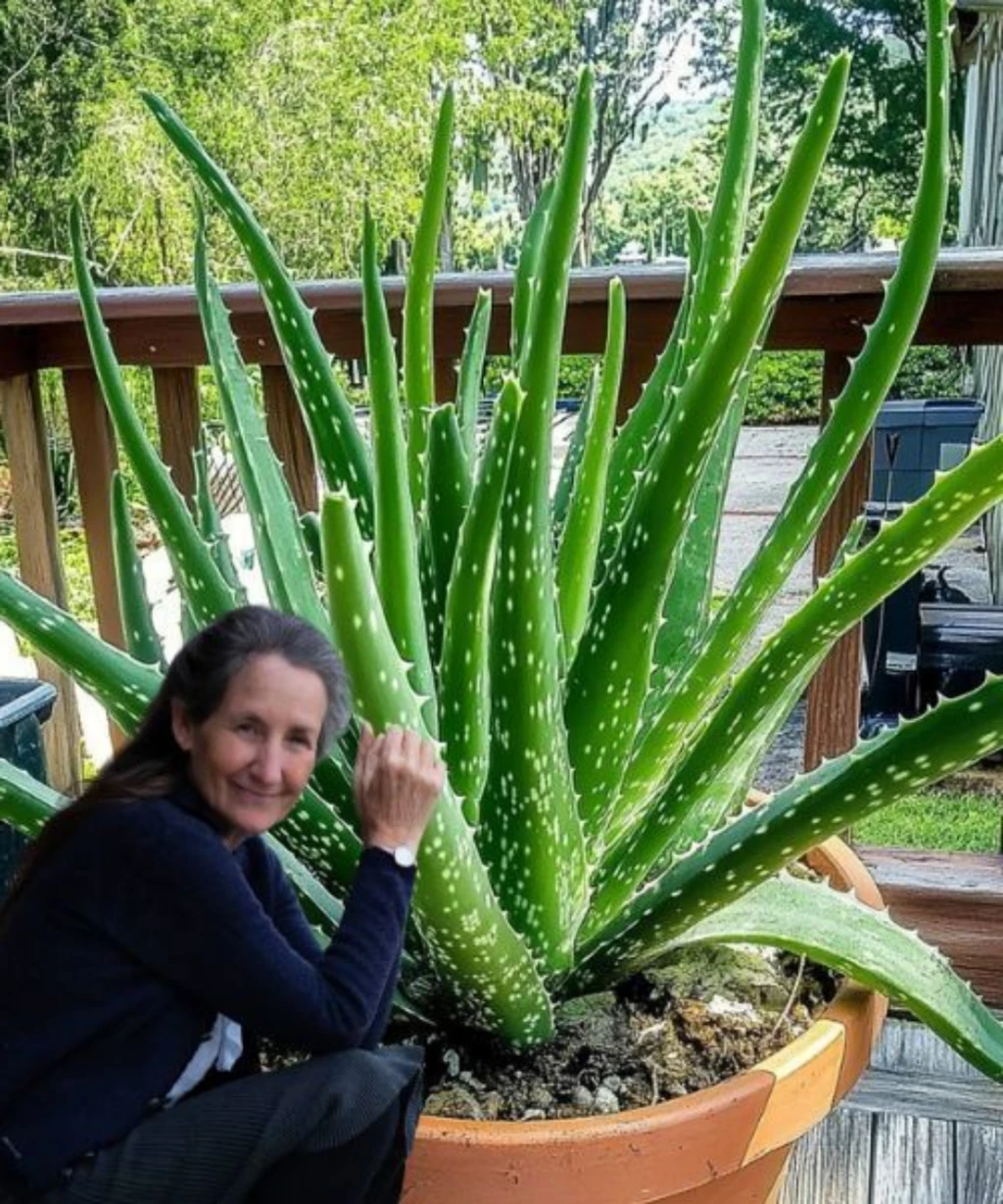 12 Amazing Ways Aloe Vera Can Boost Your Health and Well-being - News