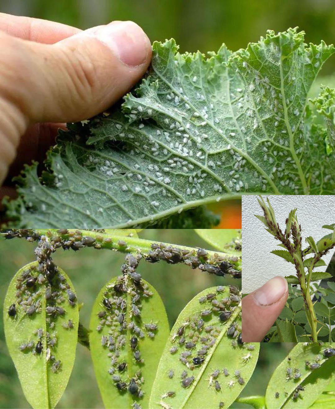Banishing Aphids and Scale Insects Naturally: Simple and Effective ...