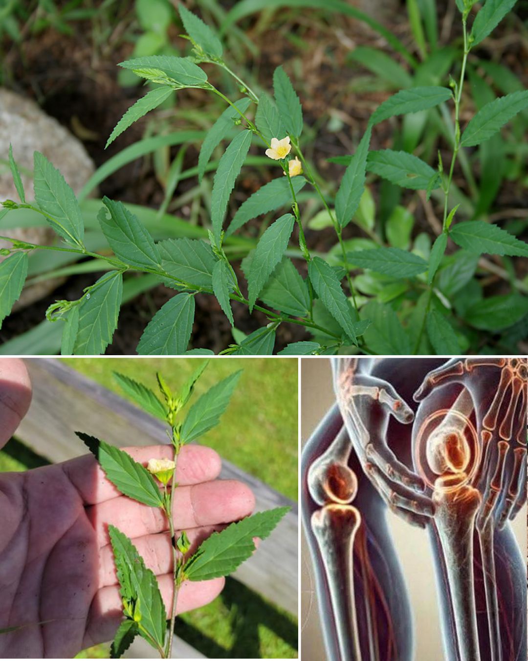 Sida Acuta: The Powerful Herb You Never Knew You Needed - News