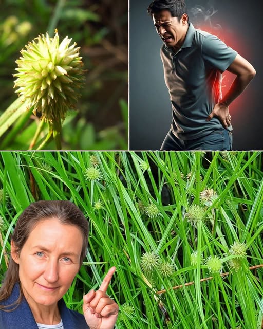 Kyllinga Brevifolia: Unlocking the Healing Potential of the “Green ...