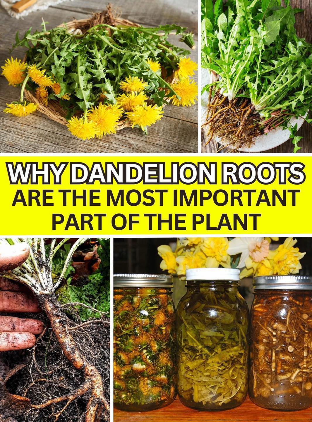 Yes, the whole dandelion plant is edible—but the real hidden gem is in ...