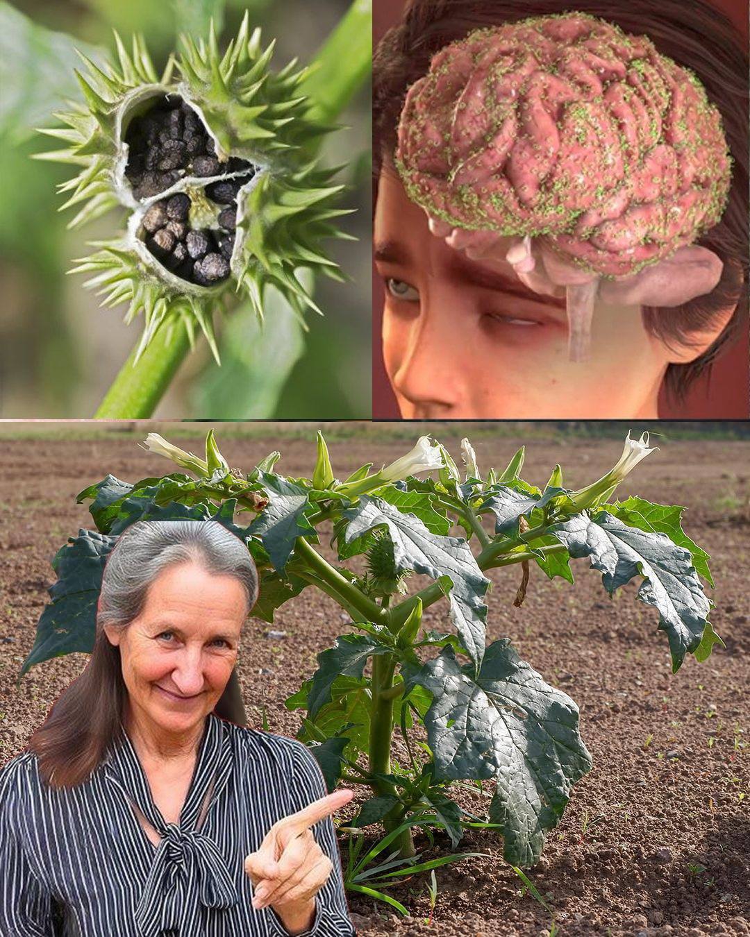 It grows everywhere, but this stunning plant hides a dark and dangerous ...