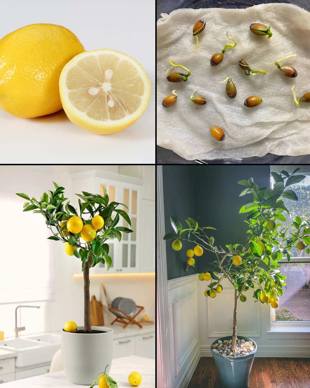 How to grow a lemon tree from a single seed, and what is the express ...
