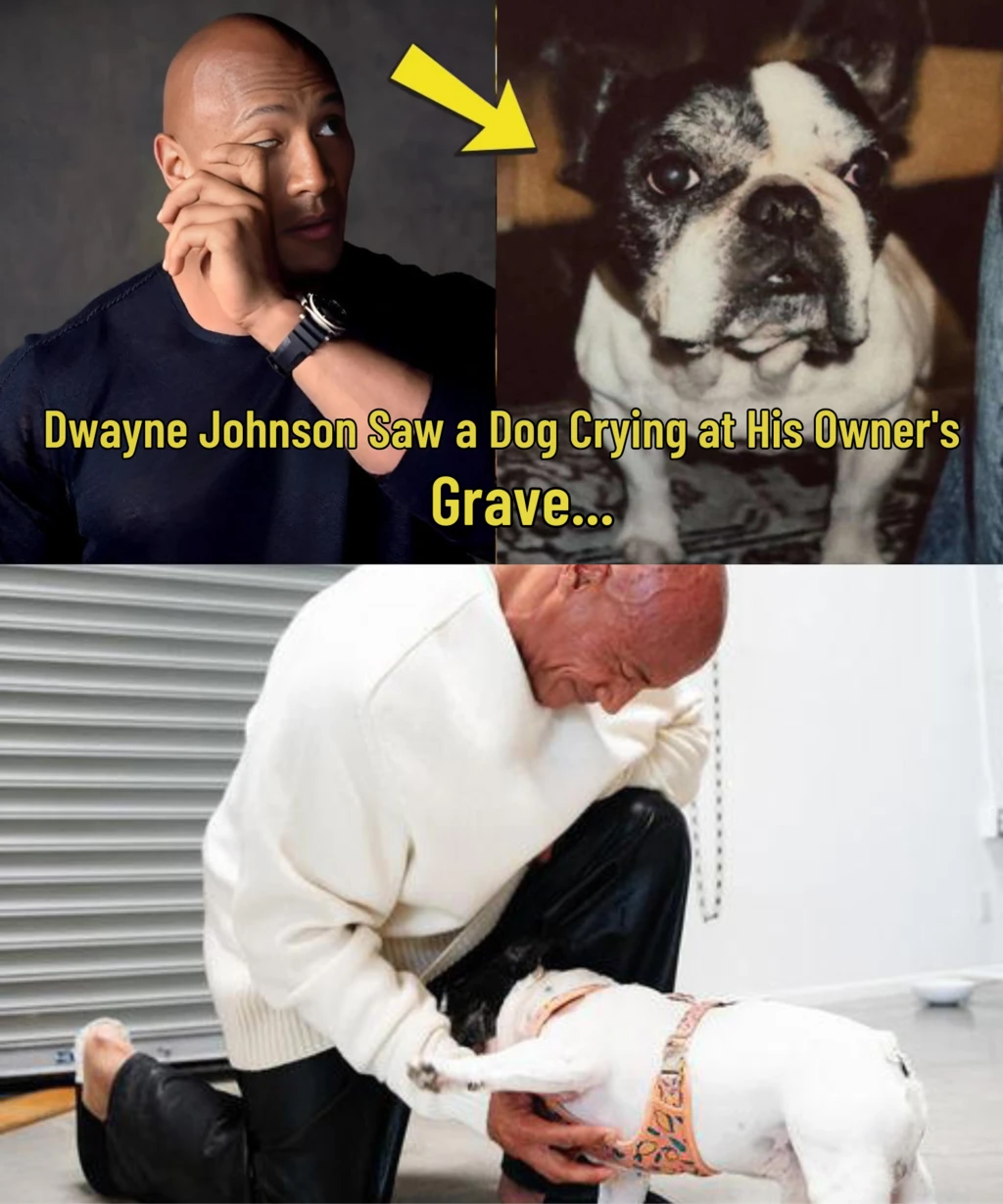 Dwayne Johnson Saw a Dog Crying at His Owner’s Grave—What He Did Next ...