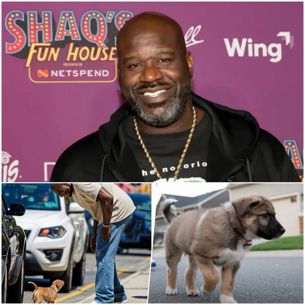 Stray Puppy Won't Leave Big Shaq's Side—What Happens Next Will Break ...