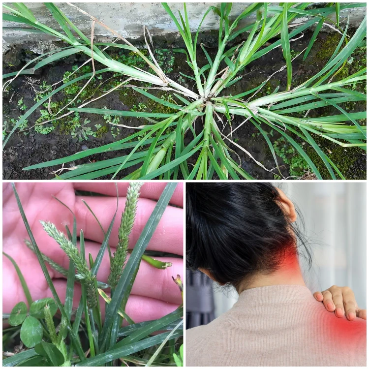 Unlocking the benefits of Goosegrass - News