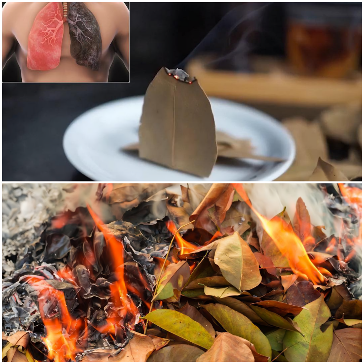 Unlocking Laurel’s Mystical Powers: The Esoteric Art of Burning Bay ...