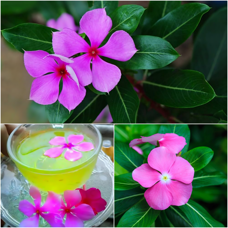 Periwinkle: Powerful Benefits and Uses of This Medicinal Plant - News