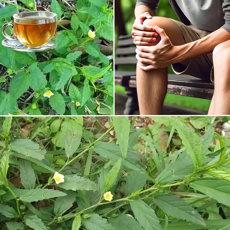 Sida acuta: Surprising Health Benefits and Versatile Homemade Uses - News
