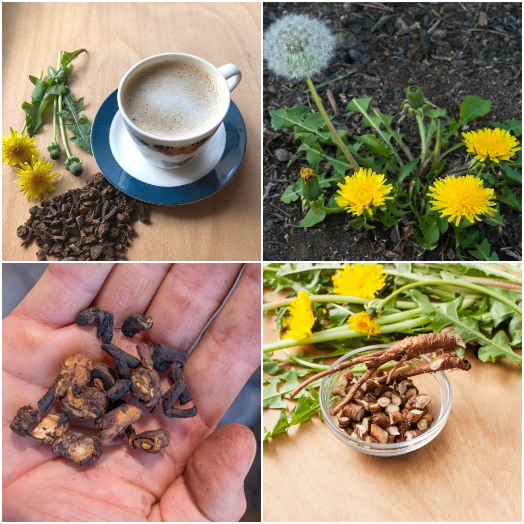 Dandelion Root Coffee: 20 Benefits & How to Make It at Home - News