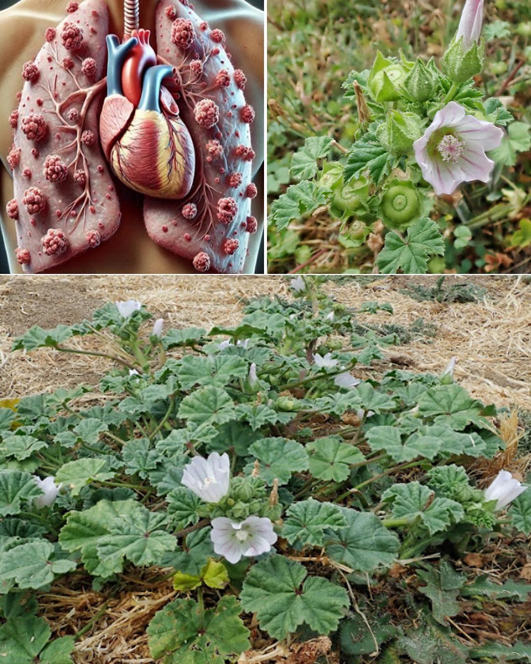 This unpretentious wonder of nature grows everywhere, but most ...