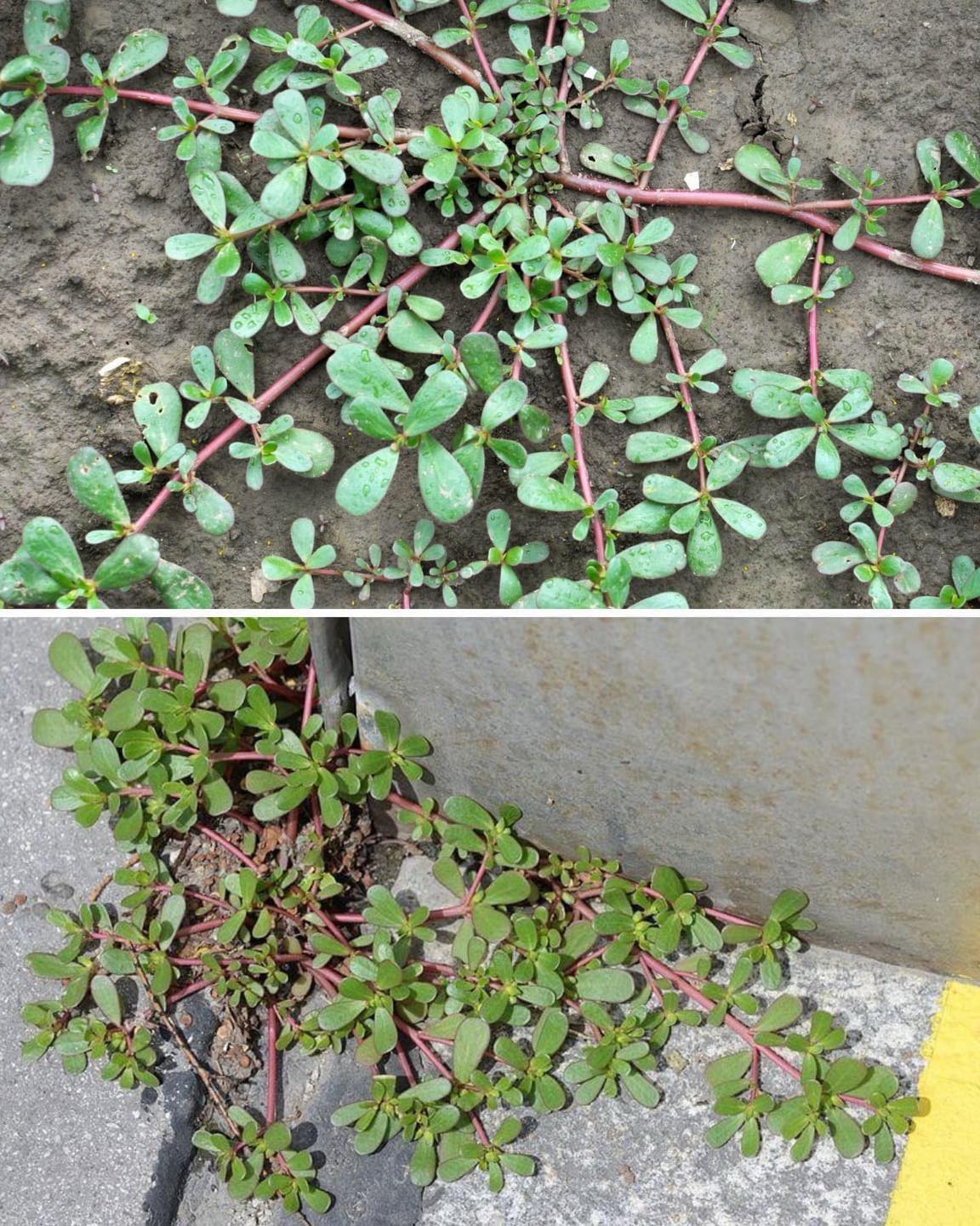 Many overlook this common plant that sprouts in nearly every garden ...