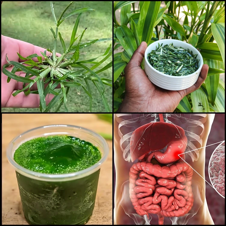 Goosegrass (Eleusine indica): 20 Powerful Benefits and How to Use It - News