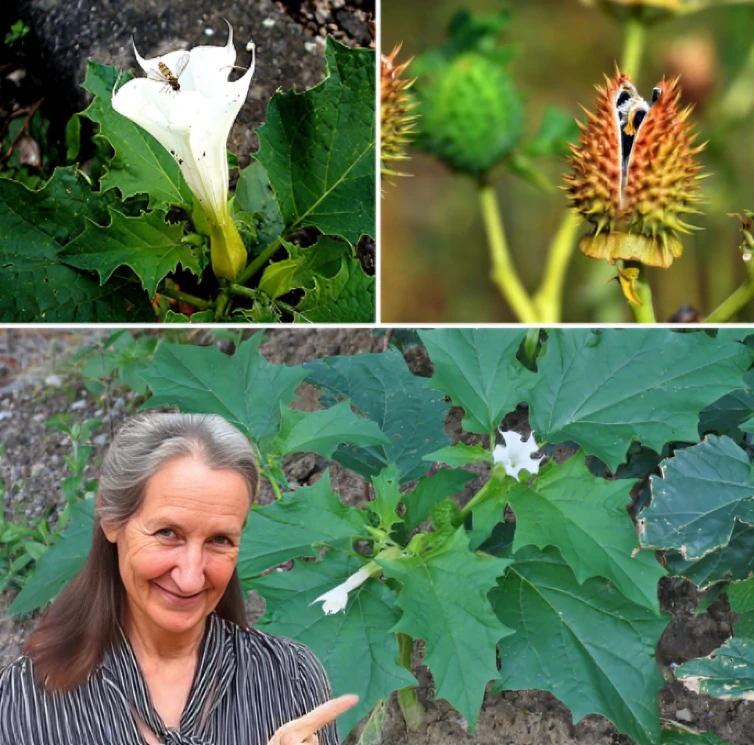 It grows everywhere, but this stunning plant hides a dark and dangerous ...