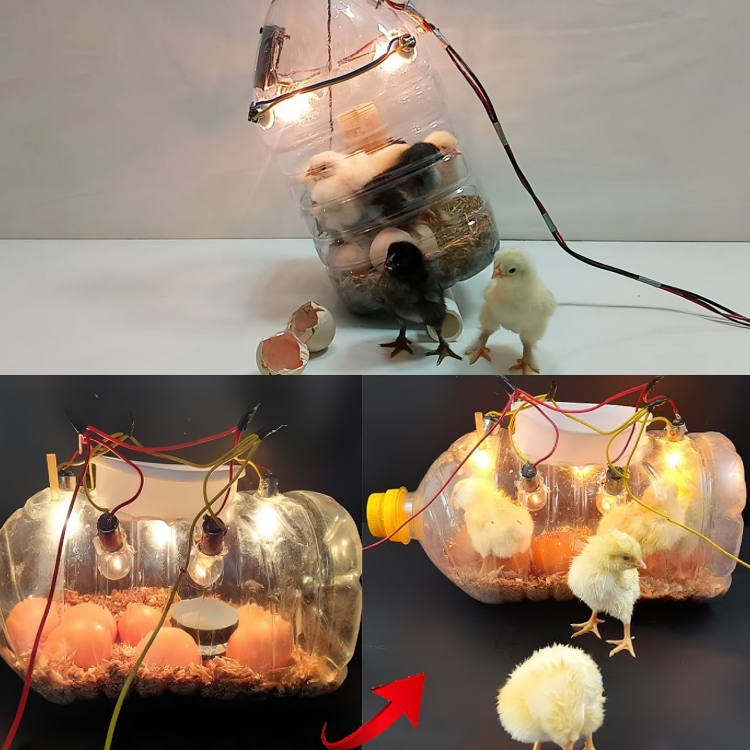 How to Build a Homemade Egg Incubator Using a Water Bottle - News