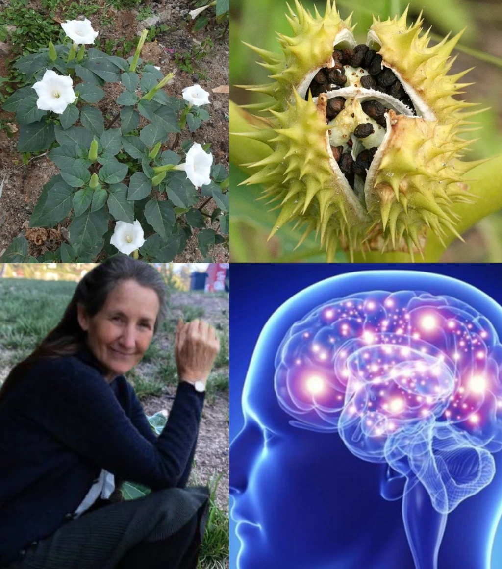 It grows everywhere but this stunning plant hides a dark and dangerous ...