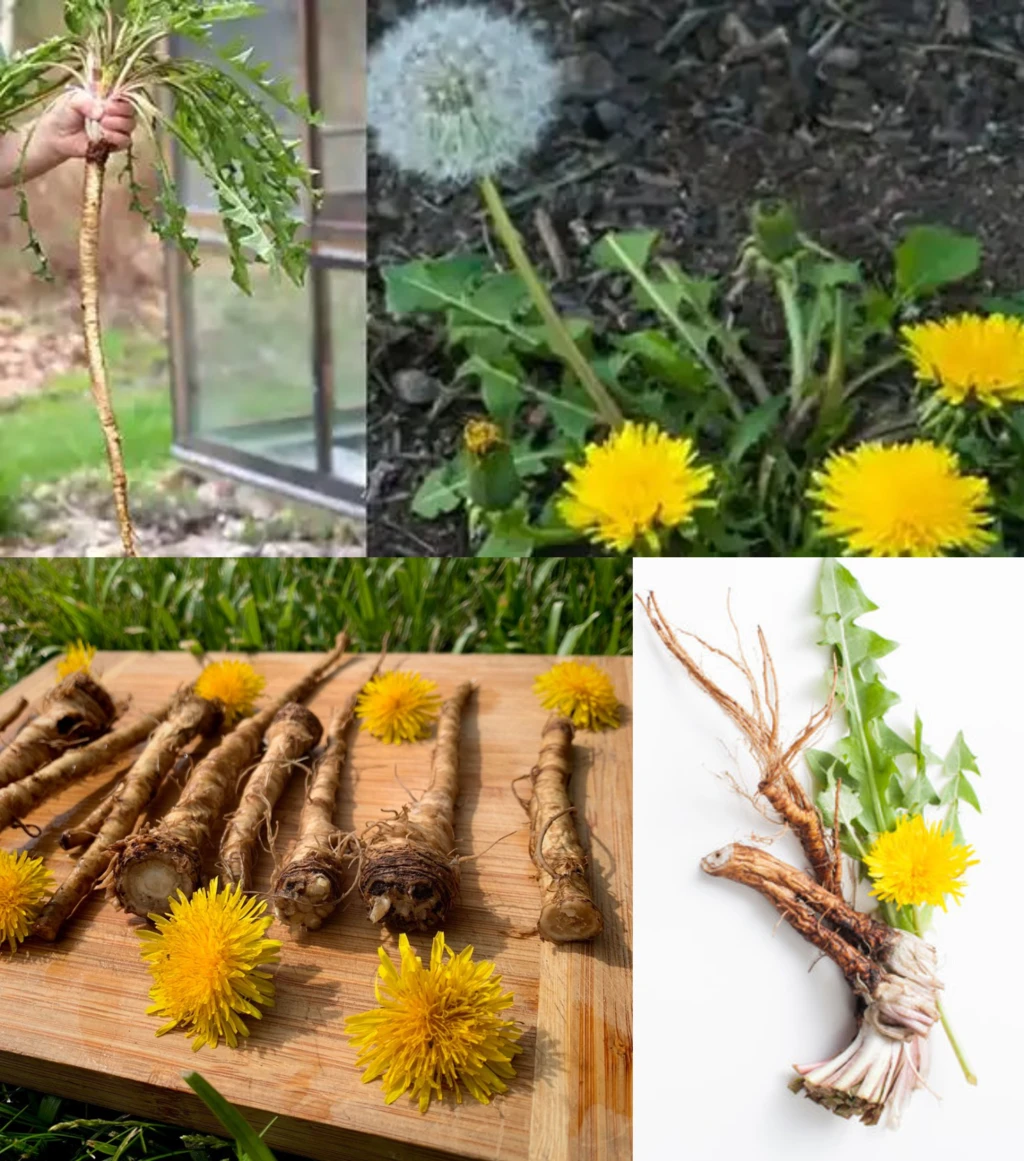 Why Dandelion Roots are the Most Important Part of the Plant - News