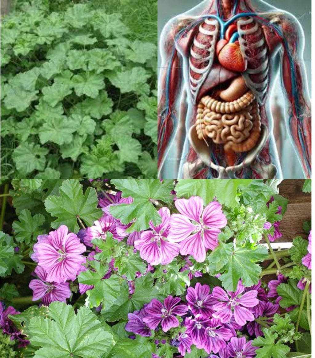 The Hidden Power of Common Mallow: The Unpretentious Wonder of Nature ...