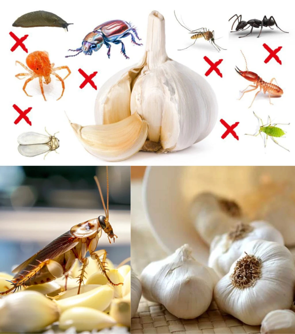How to Use Garlic to Get Rid of Pests: Mice, Flies, Lice, Cockroaches ...