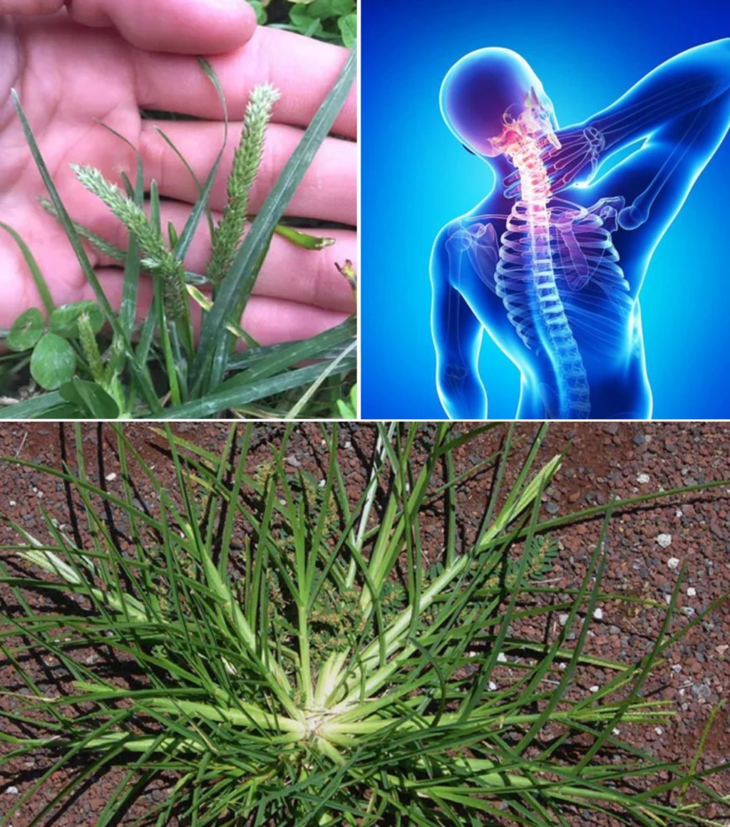 The Hidden Power of Goosegrass: The Unpretentious Wonder of Nature ...