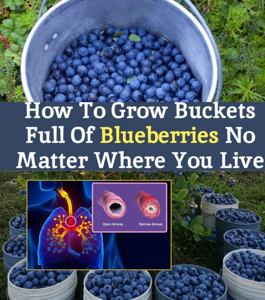 How To Grow Buckets Full Of Blueberries No Matter Where You Live - News