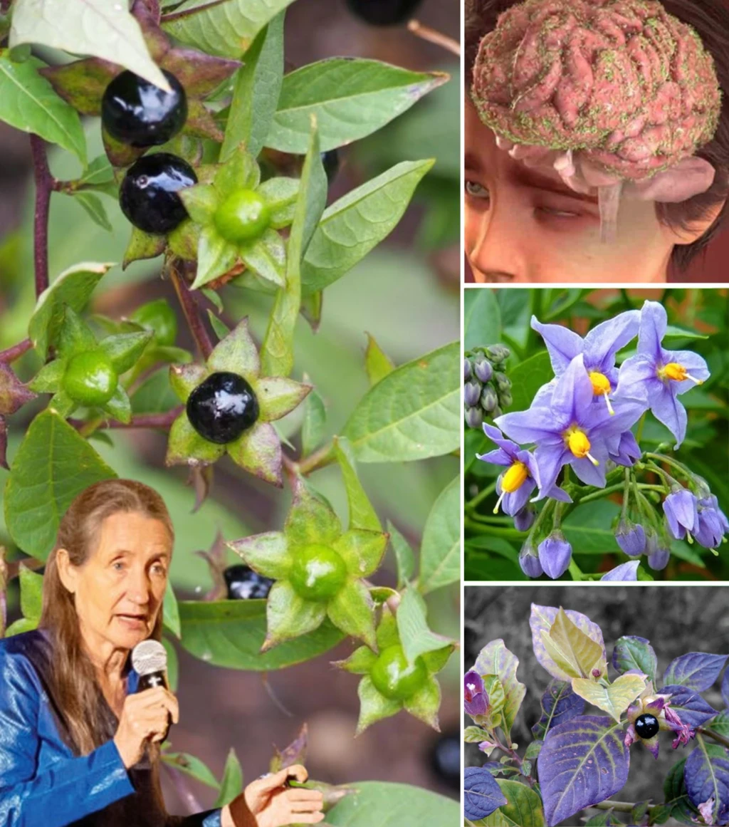 It grows everywhere, but this stunning plant hides a dark and dangerous ...