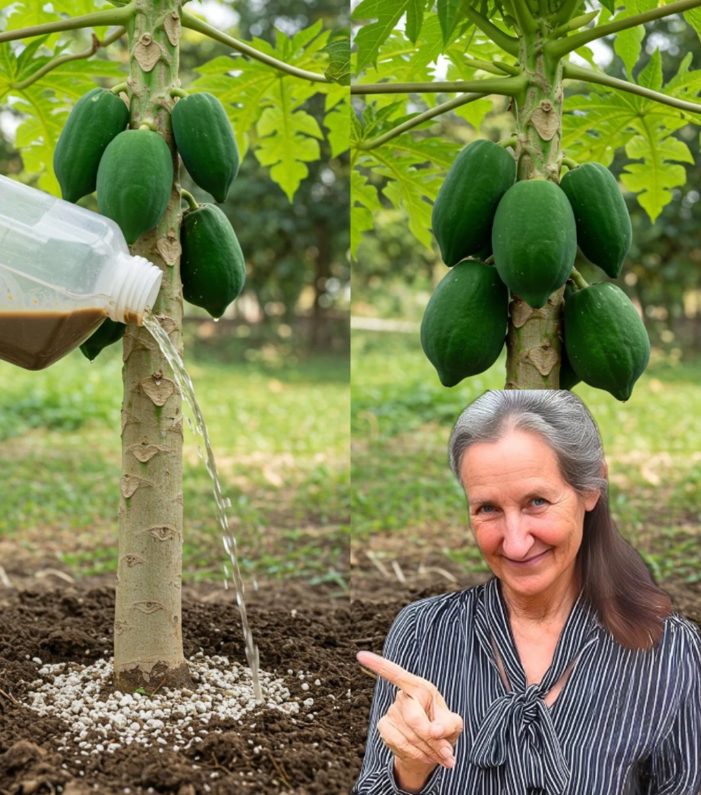 This fertilizer makes your papaya tree explode with fruit! - News
