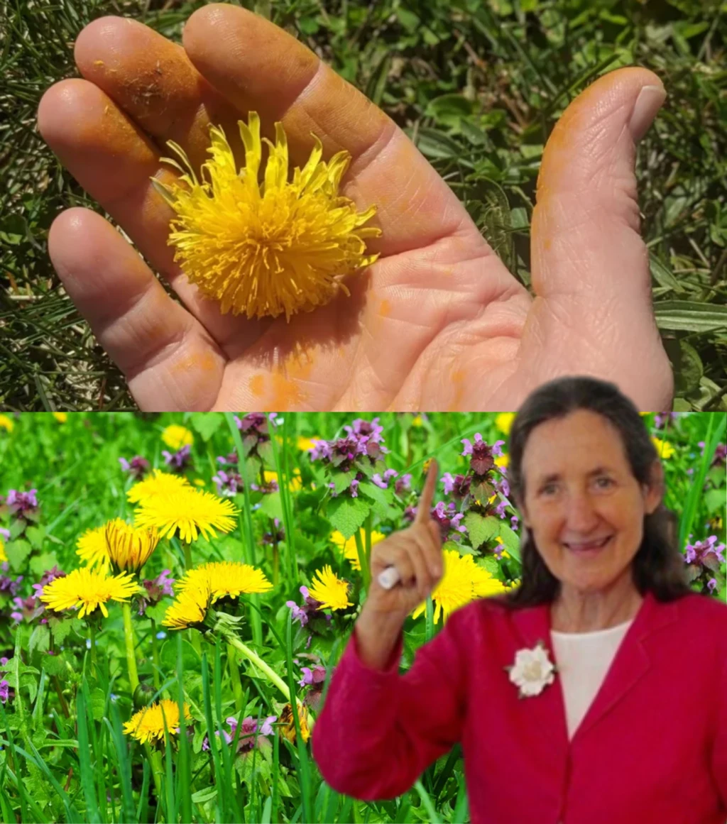 This unpretentious wonder of nature grows everywhere but most people ...