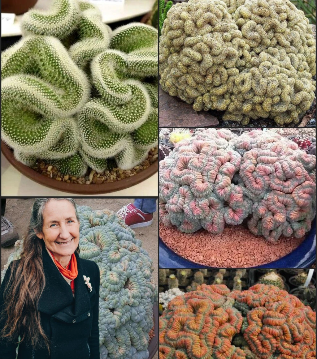 29 Unique Cactus Plants to Grow If You Love Cacti and Succulents - News