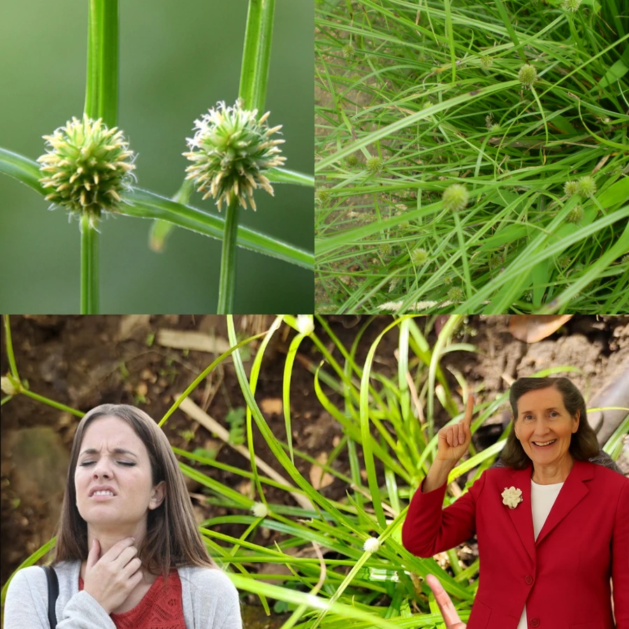 Kyllinga Brevifolia: Nature’s Underrated Healer for Holistic Health and ...