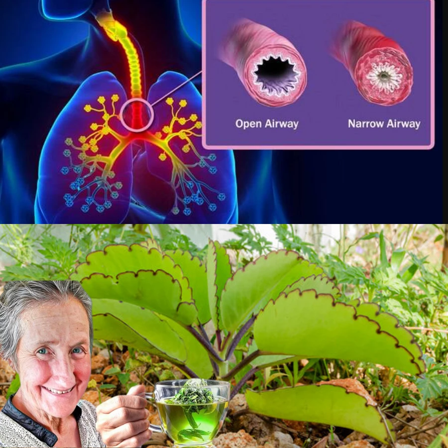 The Miracle Leaf of Life: 7 Incredible Health Benefits You Need to Know ...