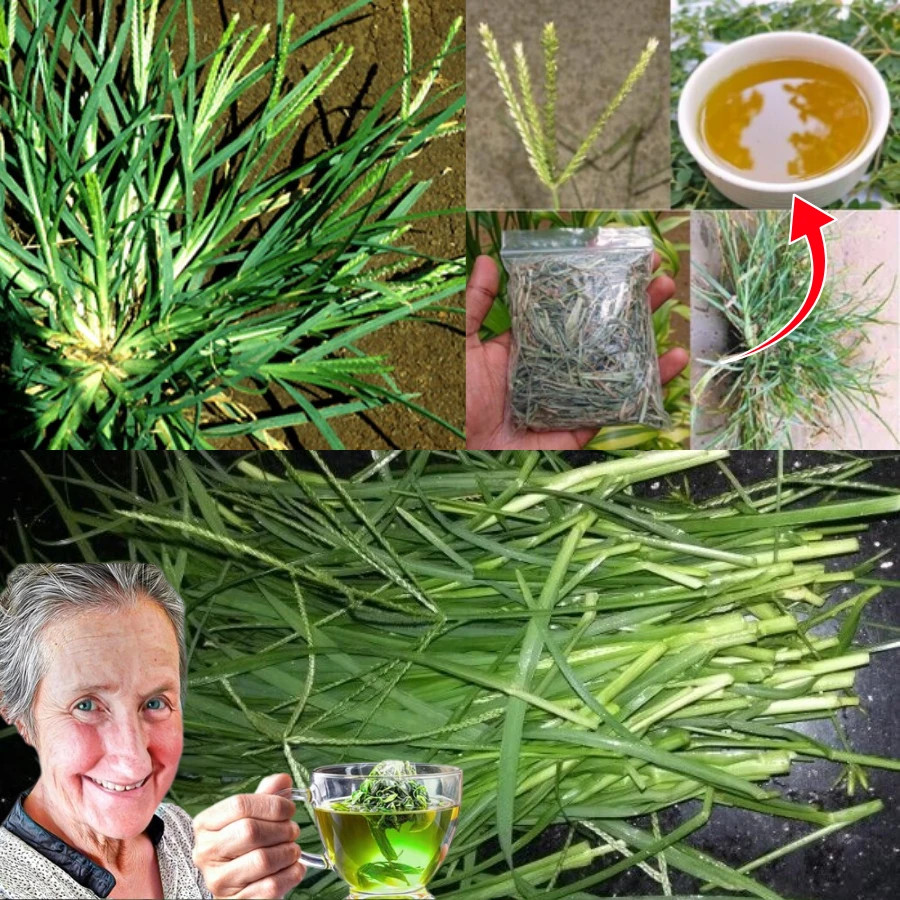 Goosegrass (Eleusine indica): 20 Powerful Benefits and How to Use It - News