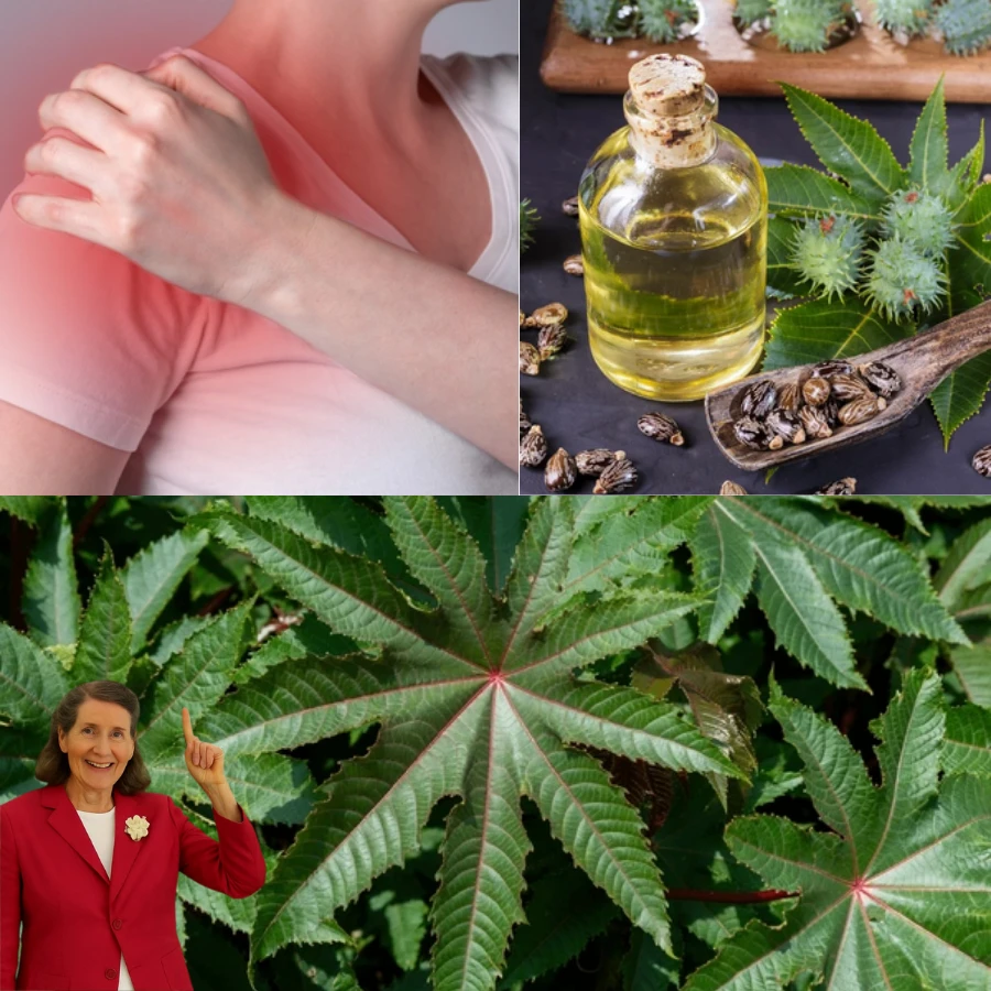 10 Powerful Benefits of Castor Leaves You Probably Didn’t Know About - News