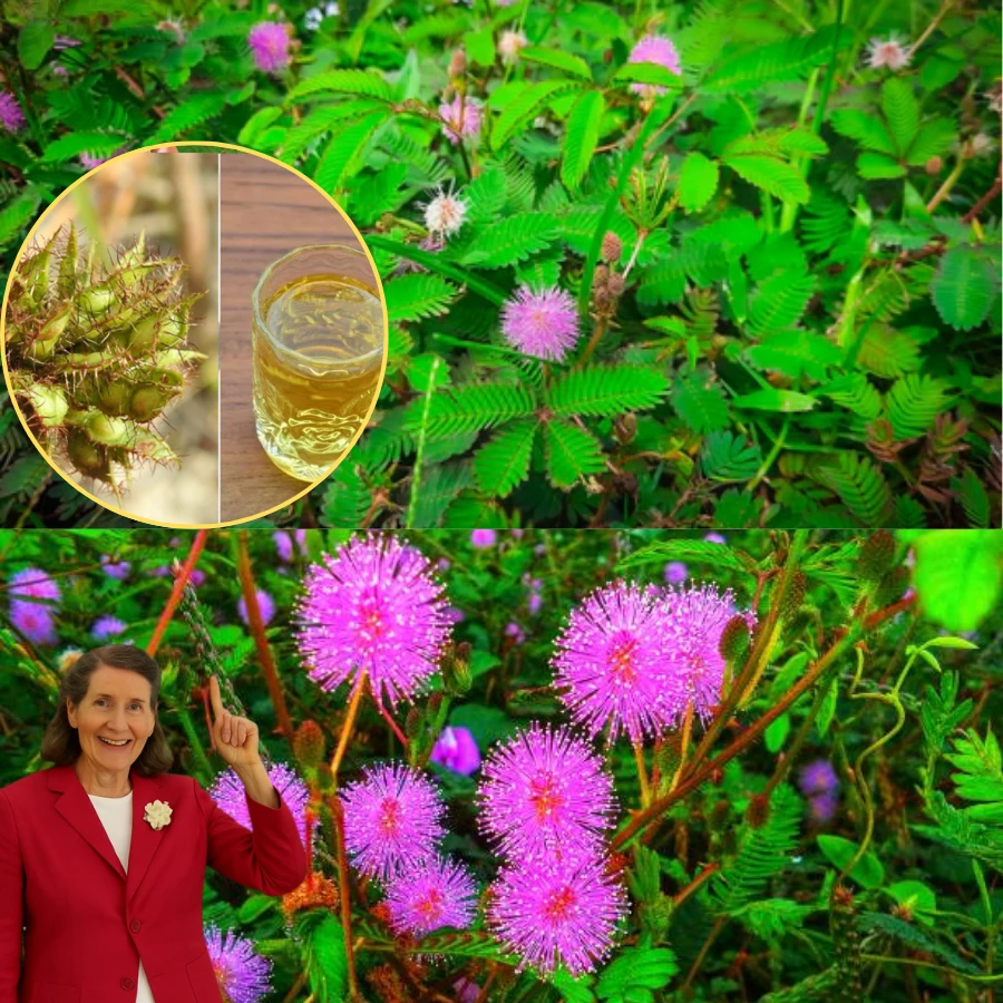 The Healing Benefits of Mimosa Pudica: Uses and Medicinal Value - News