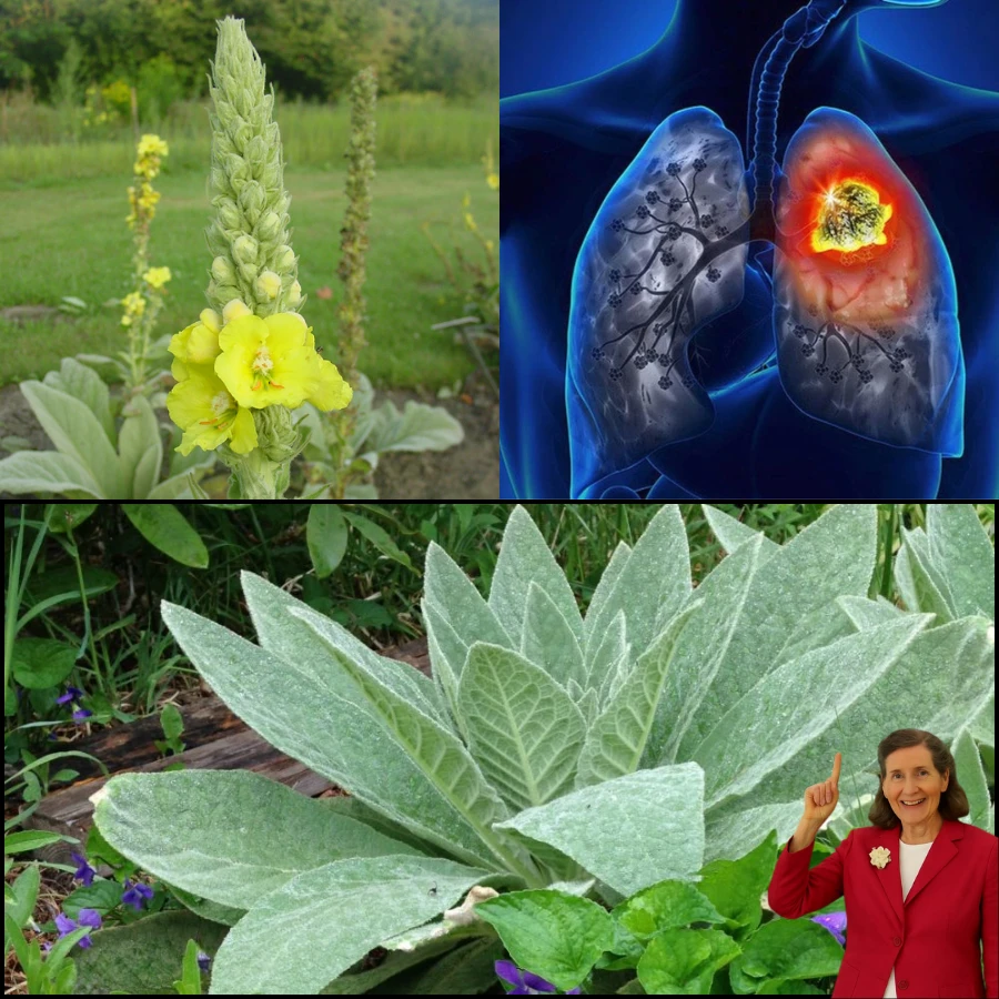 Mullein Uses and Plant Monograph - News