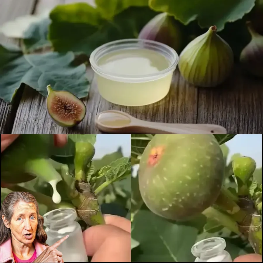 The Incredible Benefits of Fig Sap: Nature’s Hidden Elixir - News