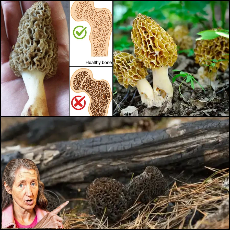 The Fascinating World of Morel Mushrooms: Types, Benefits, and Safe ...
