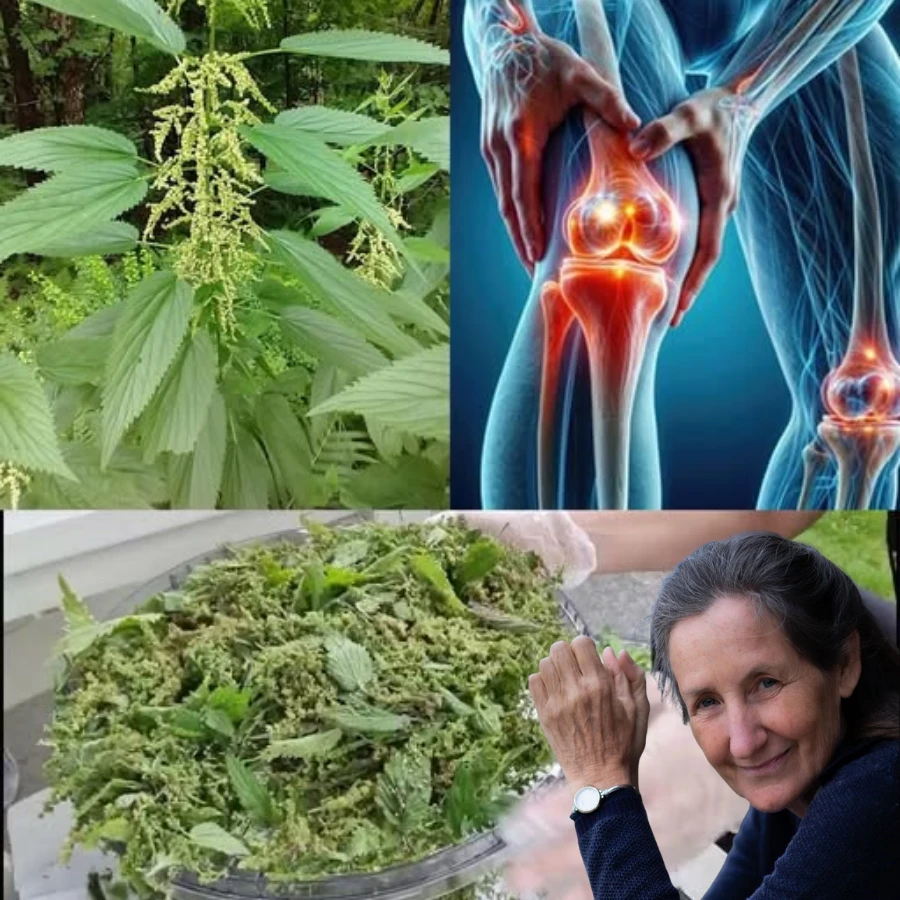 The Power of Urtica dioica: Natural Relief for Joint Pain, Arthritis, and Inflammation - News