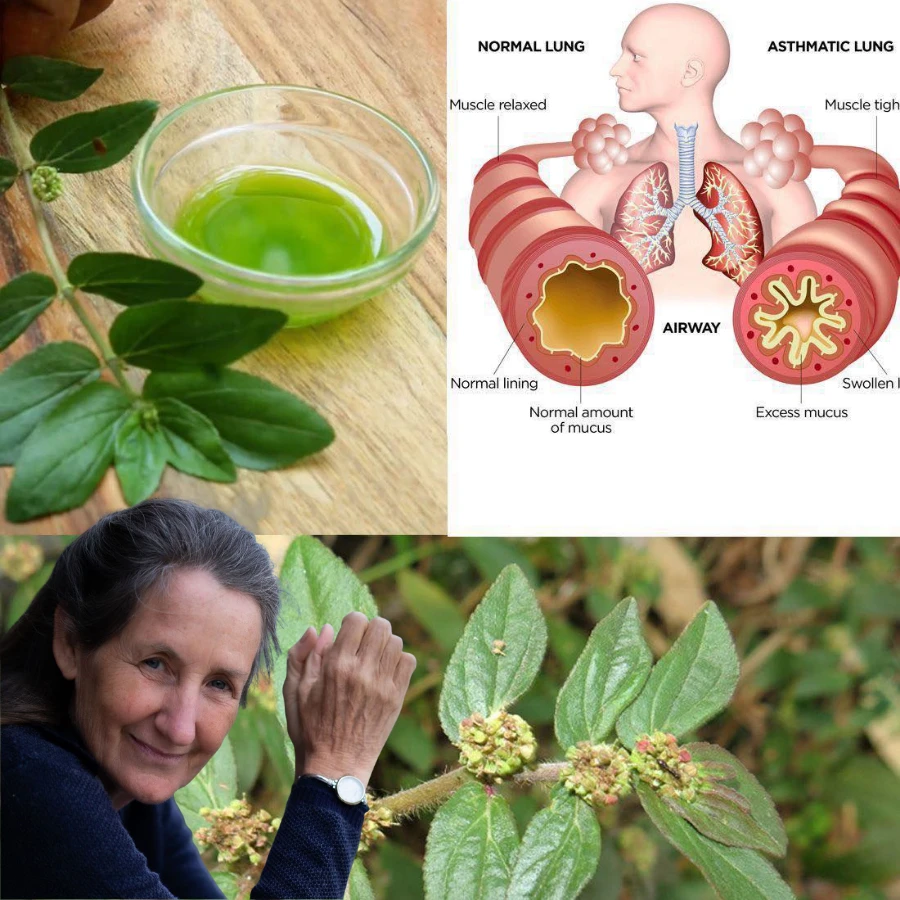 Euphorbia Hirta (Asthma-plant): Traditional Uses and Applications - News