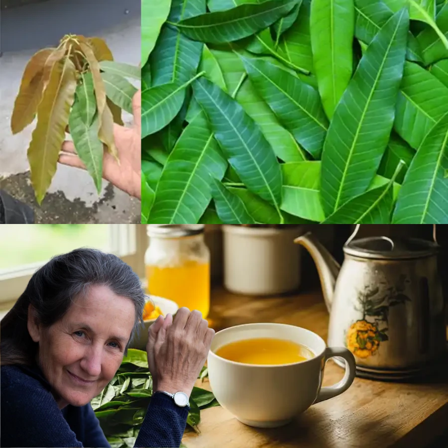 The Hidden Power of Mango Leaves: 30 Benefits and Homemade Uses - News