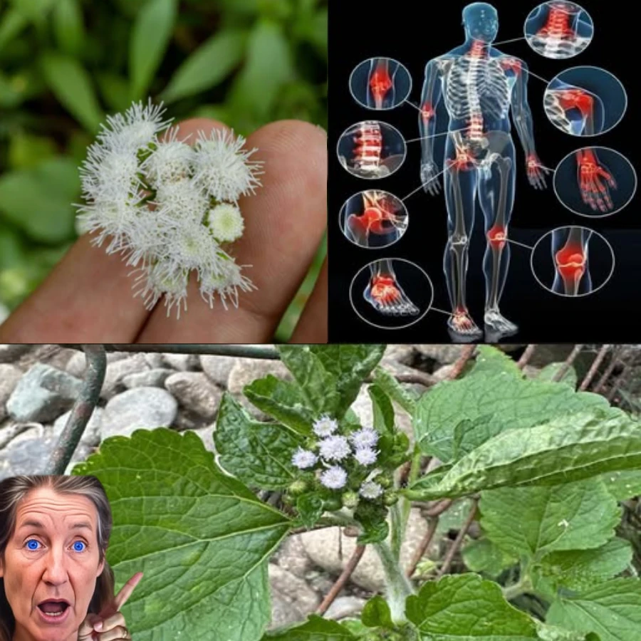 7 Benefits and Uses of Ageratum conyzoides - News