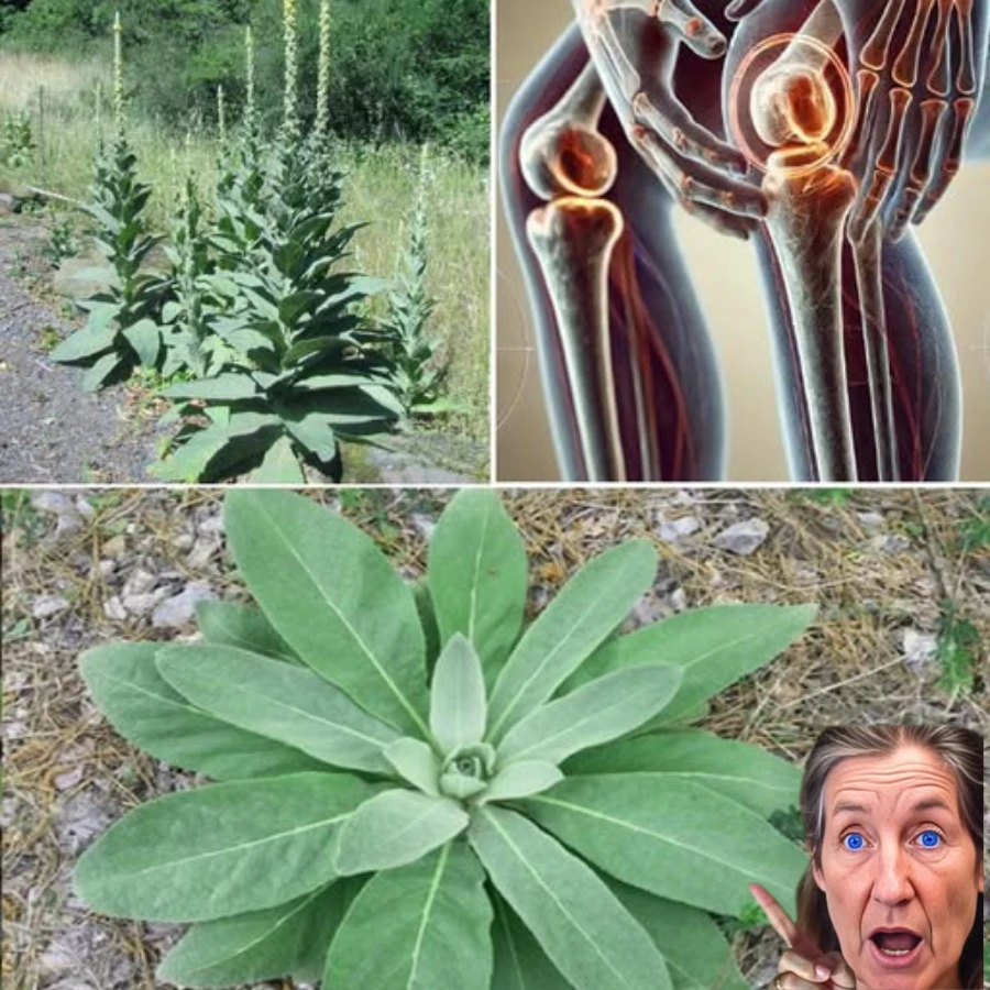 Common Mullein: Benefits and Uses of Nature’s Versatile Herb - News