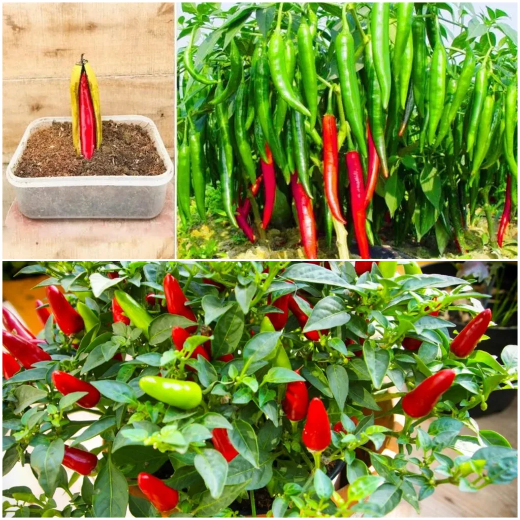 Guide to Cultivating Chillies: Locations, Timing, and Detailed Step-by ...
