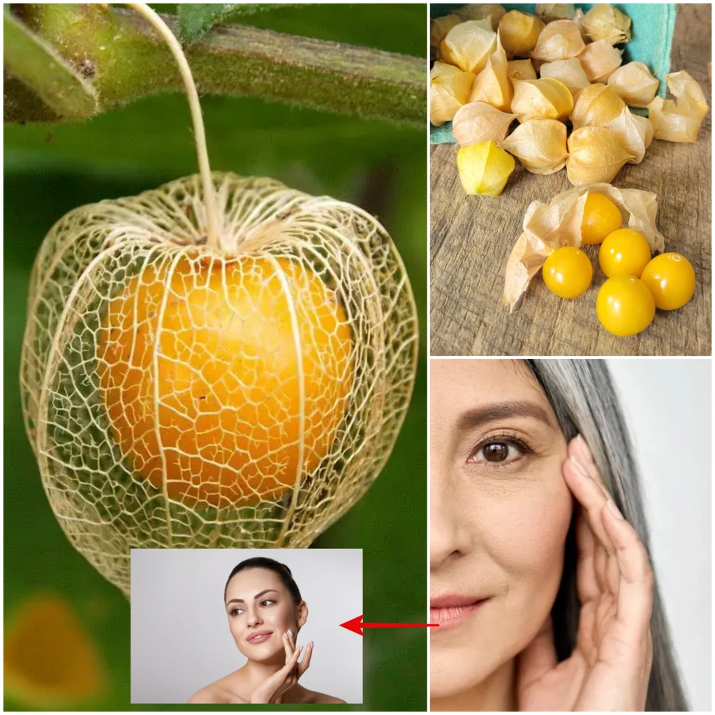 10 Incredible Health Benefits of Goldenberry (Uchuva): Unleash the ...