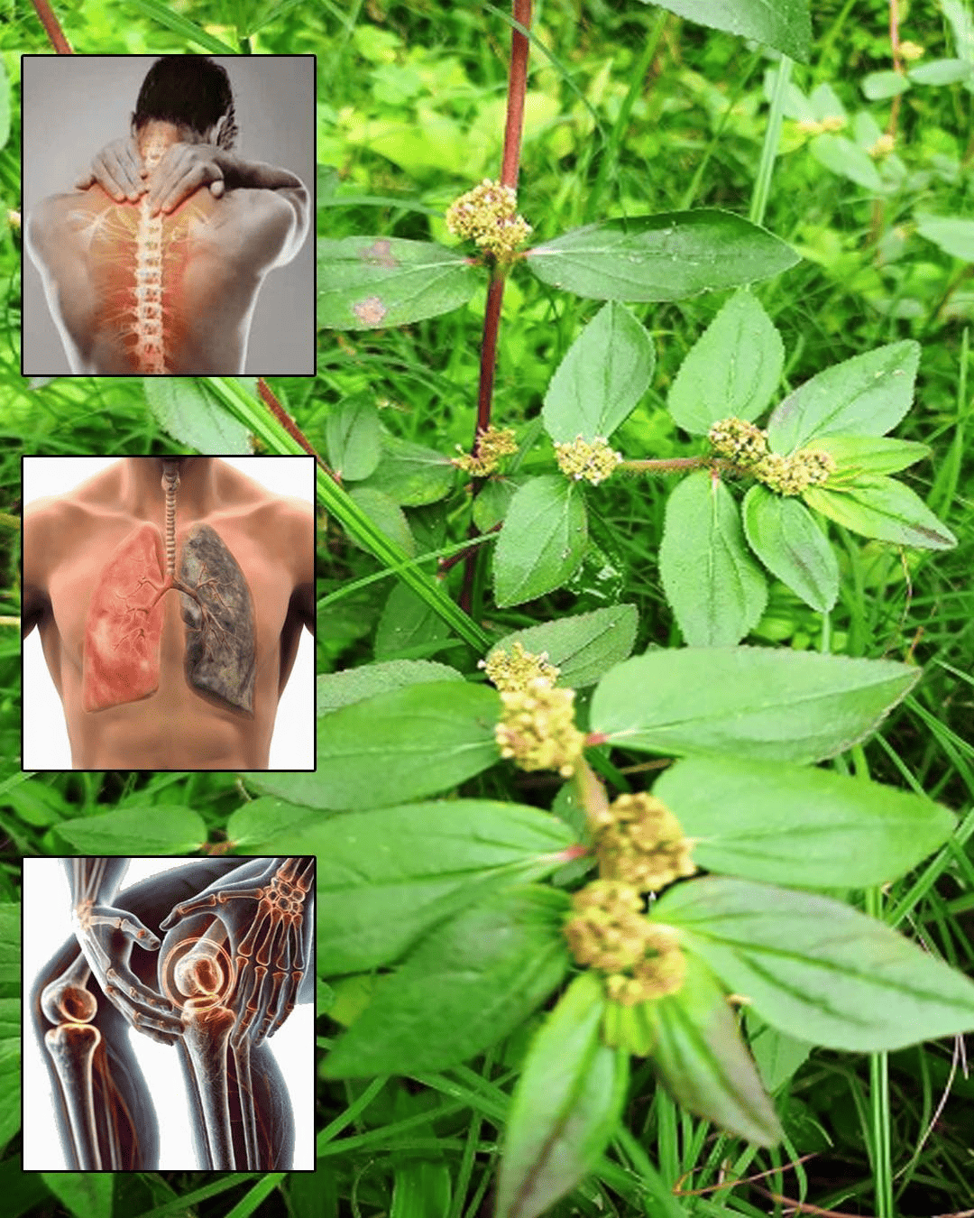 Euphorbia Hirta: The Miracle Plant with 9 Powerful Health Benefits You ...