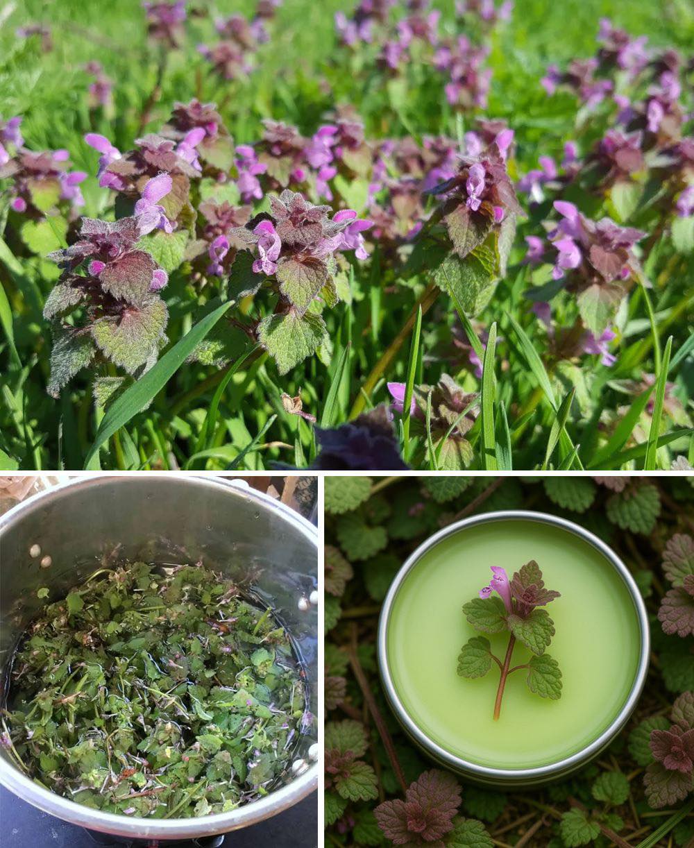 How to Make Cream from Purple Dead Nettle – A Natural Remedy with ...