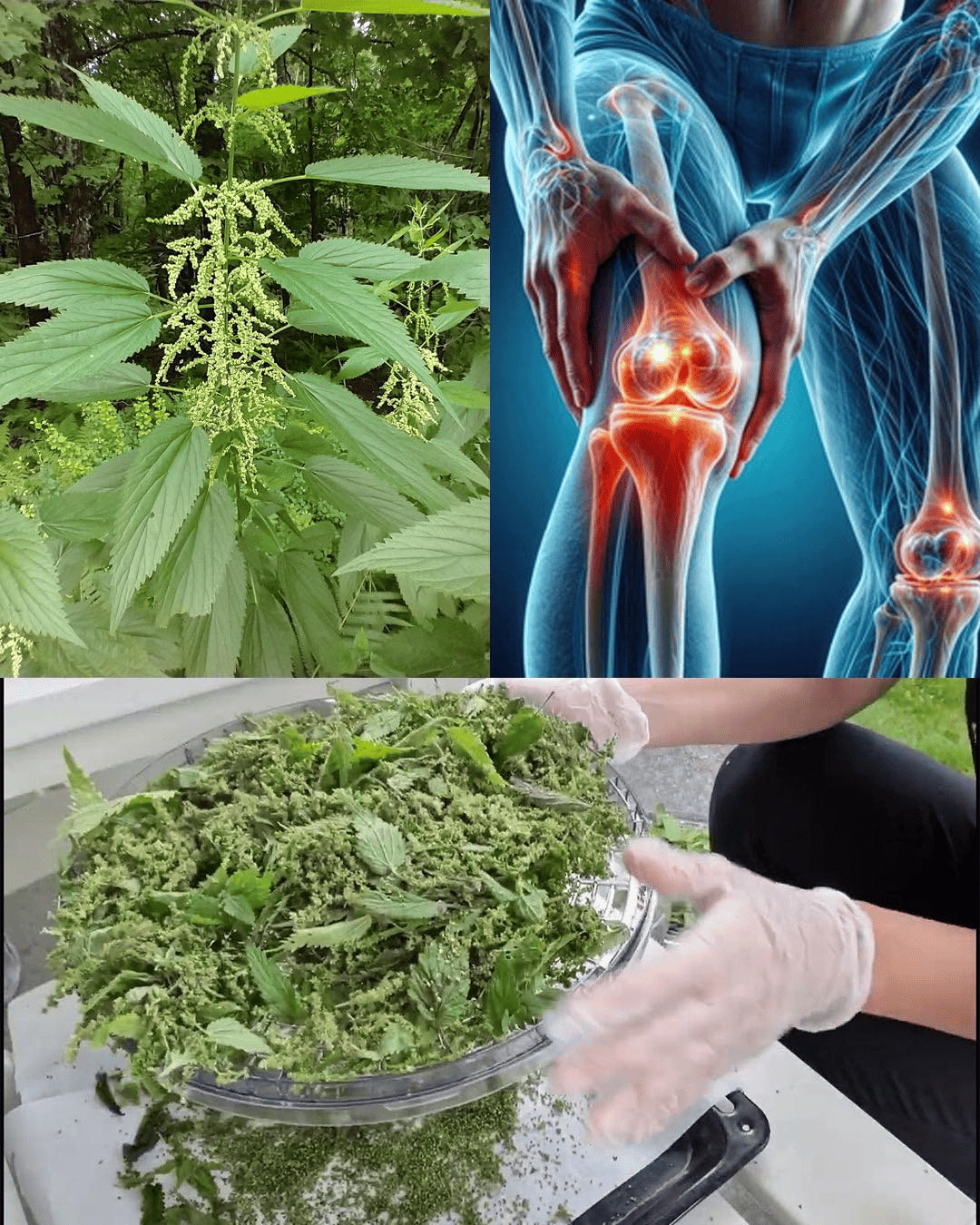 The Power of Urtica dioica: Natural Relief for Joint Pain, Arthritis, and Inflammation - News